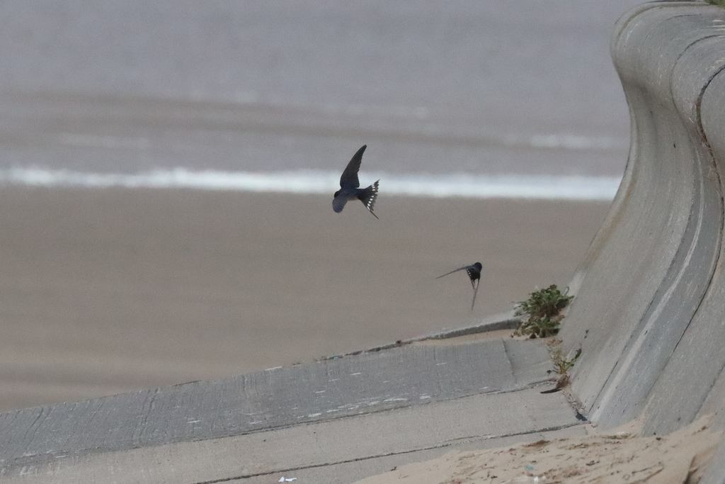 Barn Swallow from Meols, Wirral CH47, UK on April 29, 2024 at 09:15 AM ...