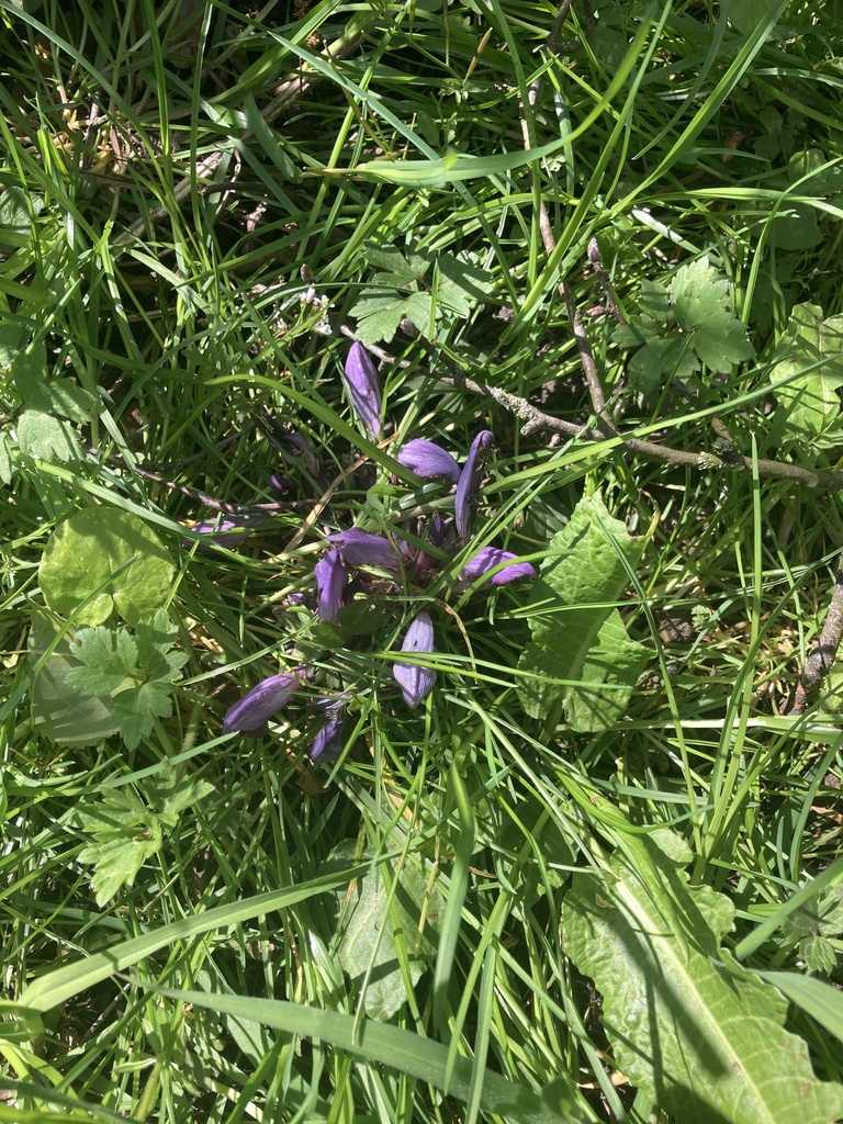 Purple Toothwort from Askham Bryan College, York, England, GB on April ...