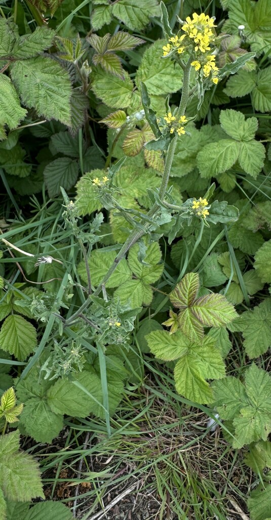 Hedge mustard from Litherland, UK on April 29, 2024 at 10:32 AM by ...