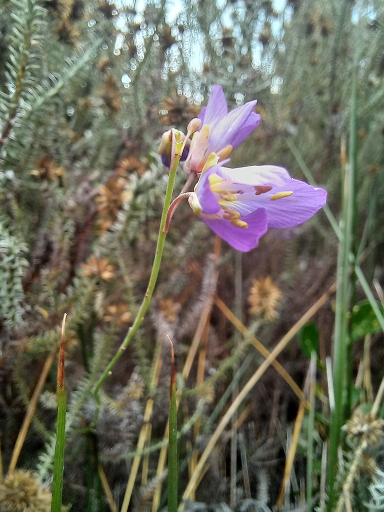 Heliophila linearis linearifolia from Overberg, Western Cape, South ...
