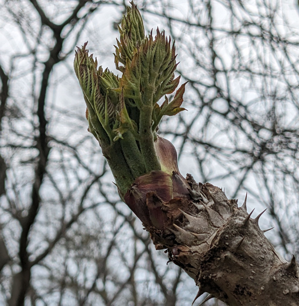Japanese angelica tree in April 2024 by 白山 弘子 · iNaturalist