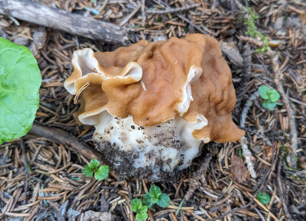 Gyromitra ussuriensis in April 2024 by 白山 弘子. 5月5日、顕微鏡写真追加。 · iNaturalist