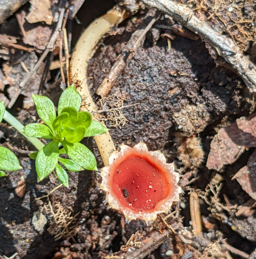 Microstoma macrosporum in April 2024 by 白山 弘子 · iNaturalist