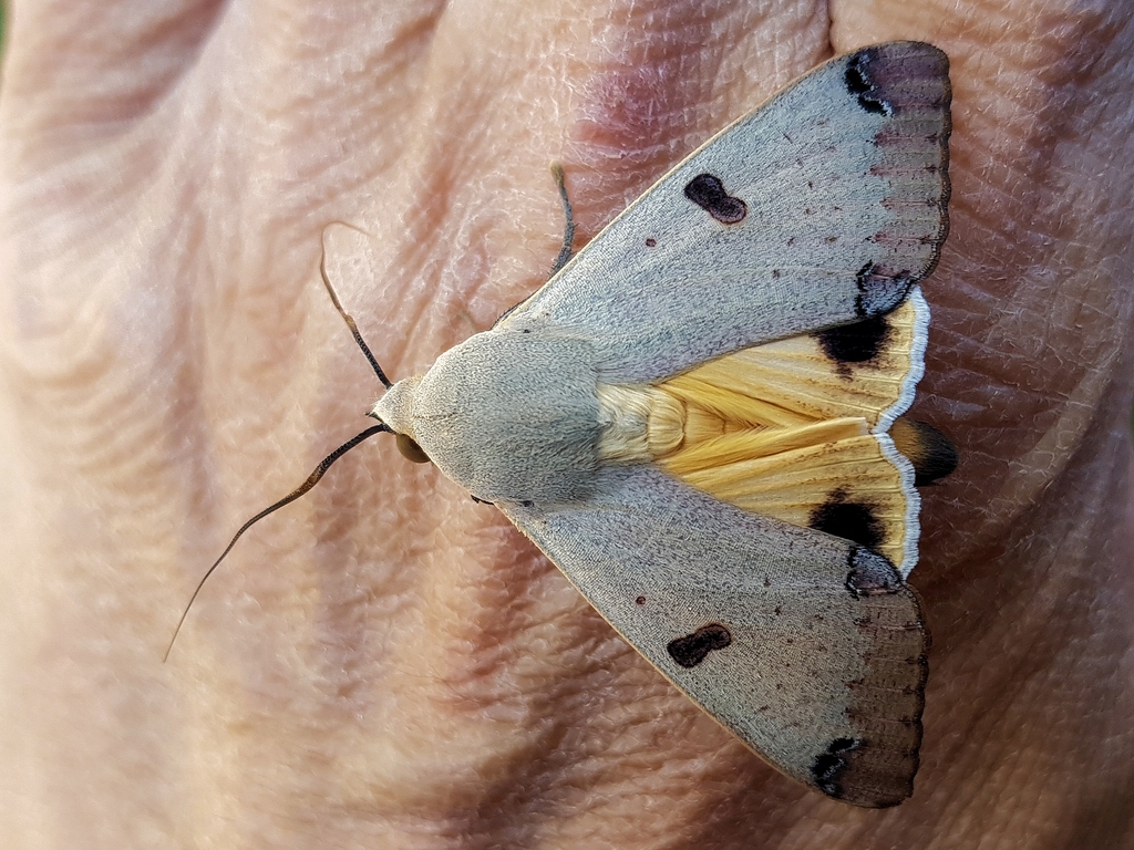 figure eight moth from Alice Springs NT 0870, Australia on April 30, 2024 at 07:09 PM by ...