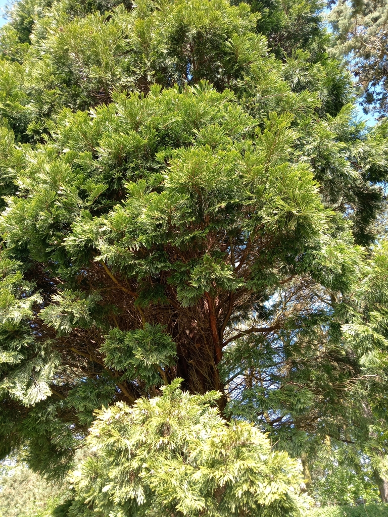 Incense Cedar Conk from Askham Bryan, York, UK on April 30, 2024 at 10: ...