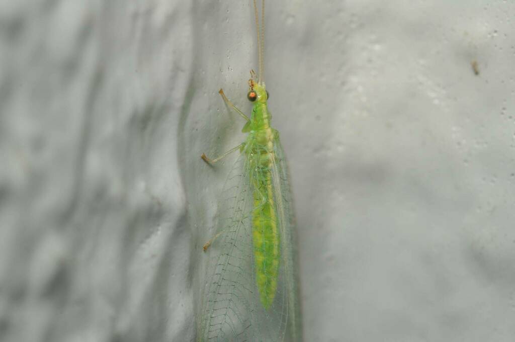 Chrysoperla nipponensis from 蓮生寺公園通り三番街 on April 21, 2024 at 07:43 AM ...
