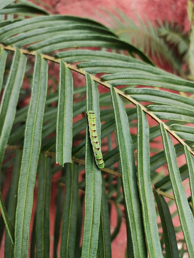 Callopistria japonibia from Ningde, CN-FJ, CN on July 3, 2022 at 04:26 ...