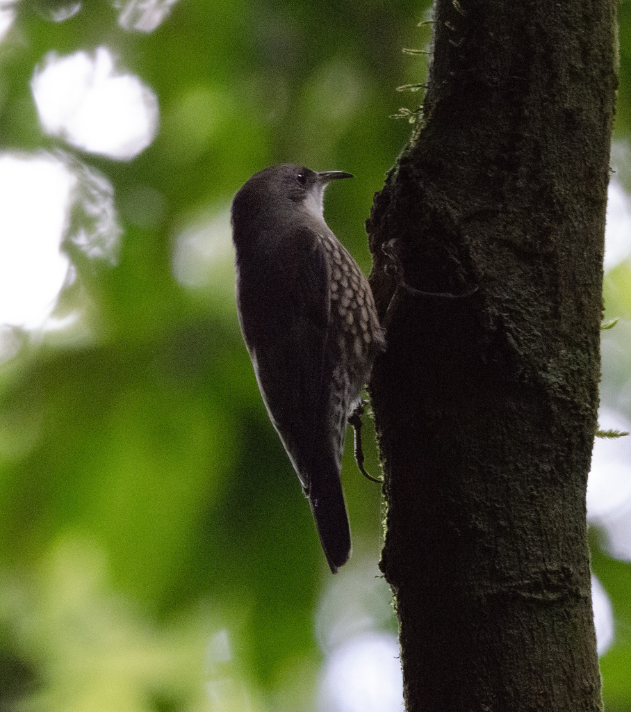 White-throated Treecreeper from Springbrook National Park, Old School ...