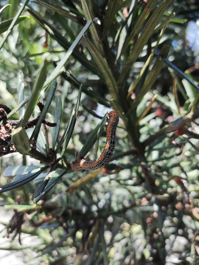 Milionia basalis from Ningde, CN-FJ, CN on July 6, 2022 at 10:36 AM by ...