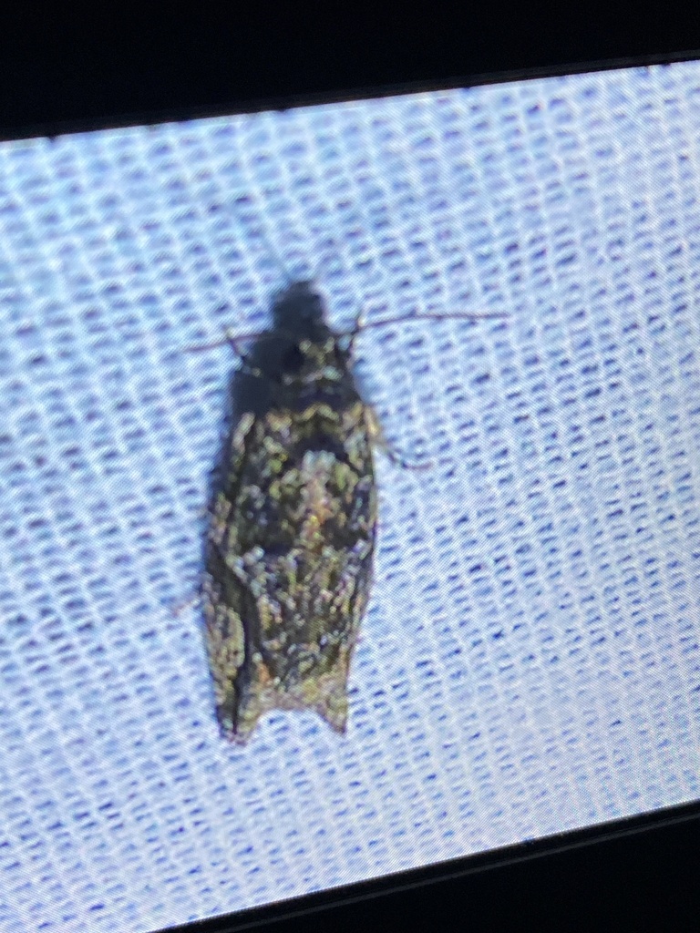 Maple Twig Borer Moth from Olyphant, PA, US on April 29, 2024 at 09:16 ...