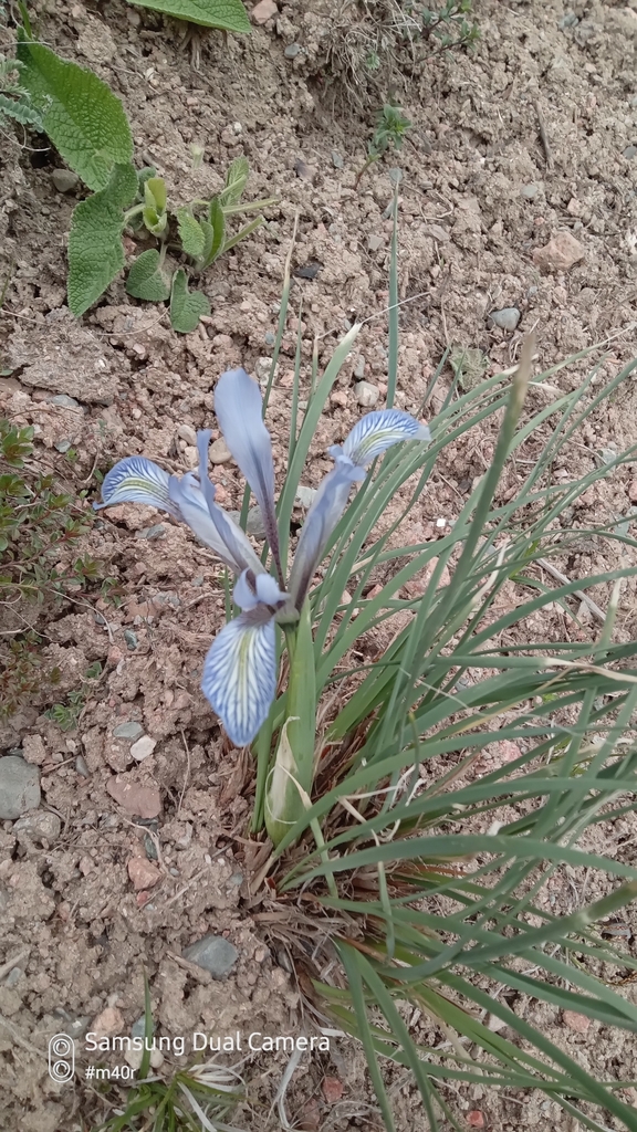 Iris loczyi from Ysyk-Köl, KG-YK, KG on April 30, 2024 at 12:21 PM by ...