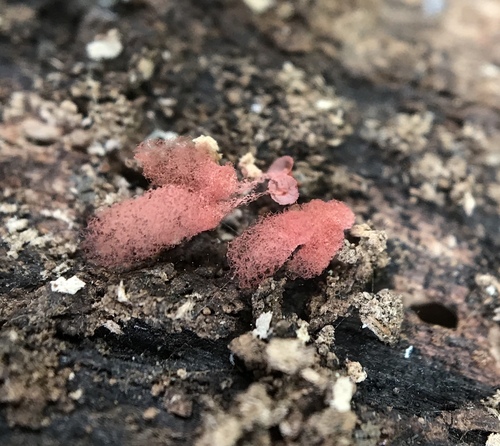 Arcyria affinis (protozoans of the USA) · iNaturalist