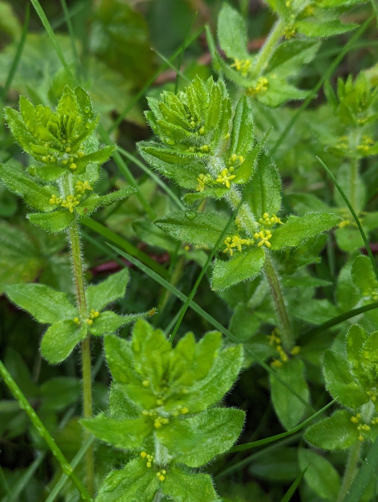 Crosswort from Dunnington, York, UK on April 28, 2024 at 10:06 AM by ...