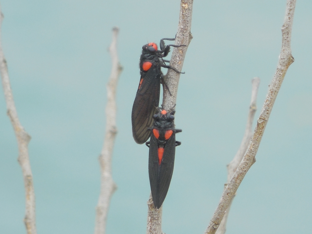 Black and scarlet cicada from Ningde, CN-FJ, CN on June 20, 2019 at 11: ...