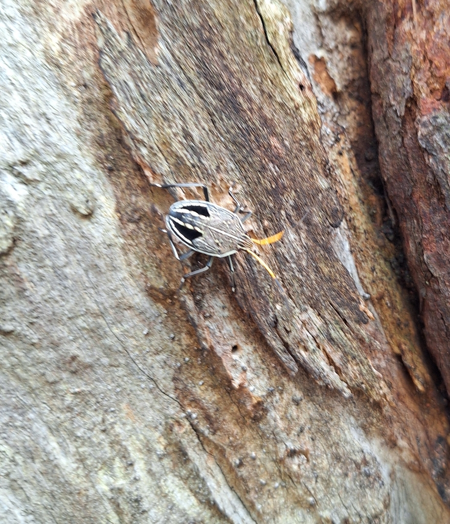 Gum Tree Shield Bug from Southport QLD 4215, Australia on April 30 ...