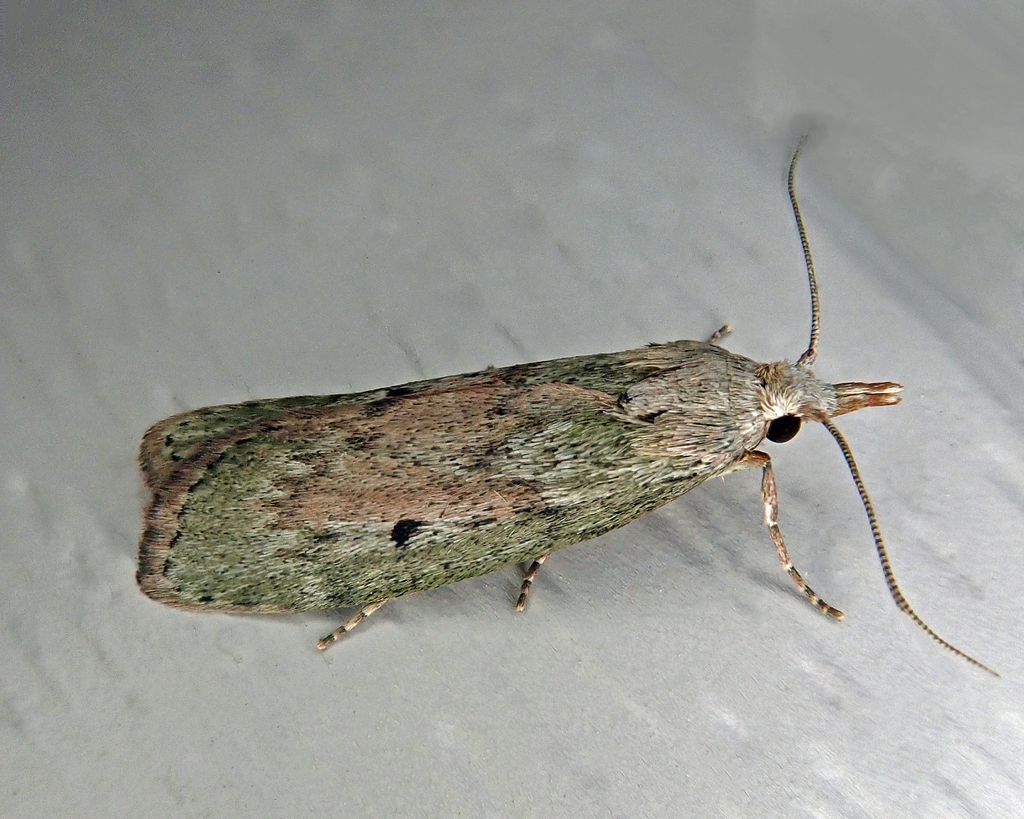 Bee Moth from Salem, NH 03079, USA on April 30, 2024 at 05:28 AM by ...