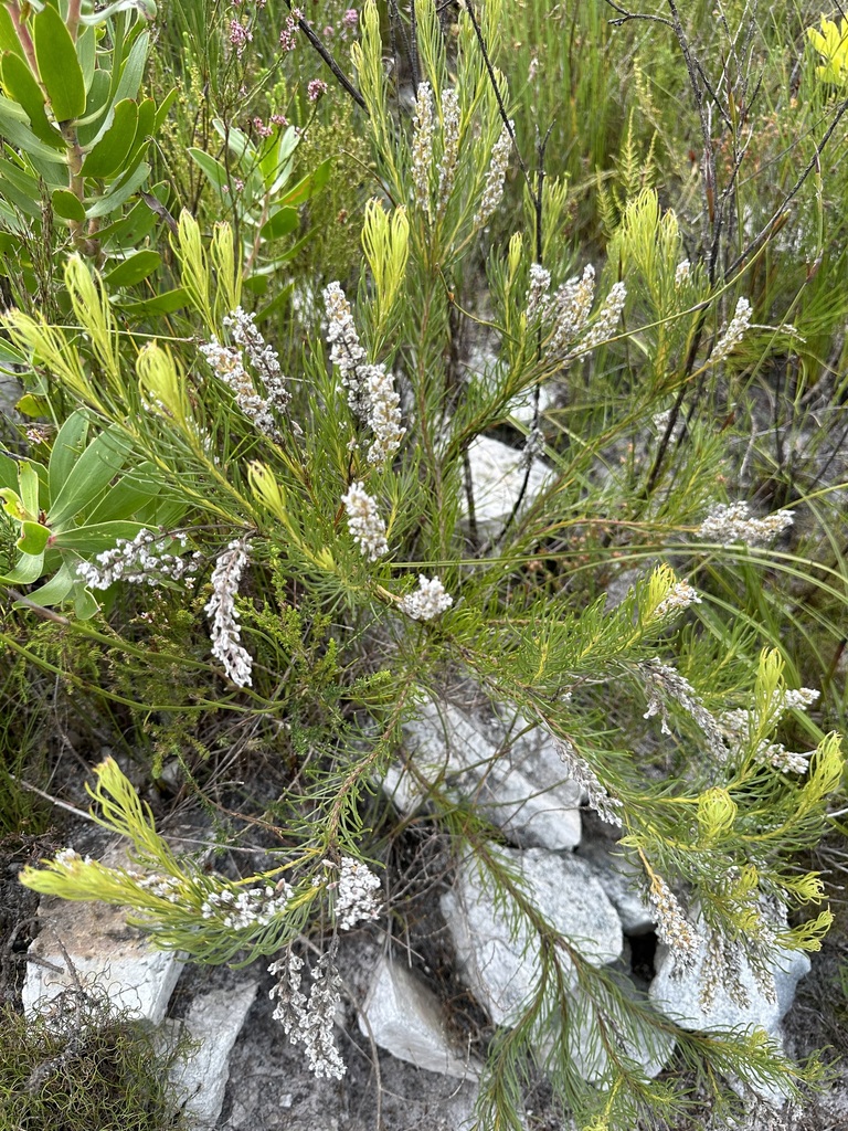 Lax Spoon from Fernkloof nature Reserve on April 27, 2024 at 12:41 PM ...