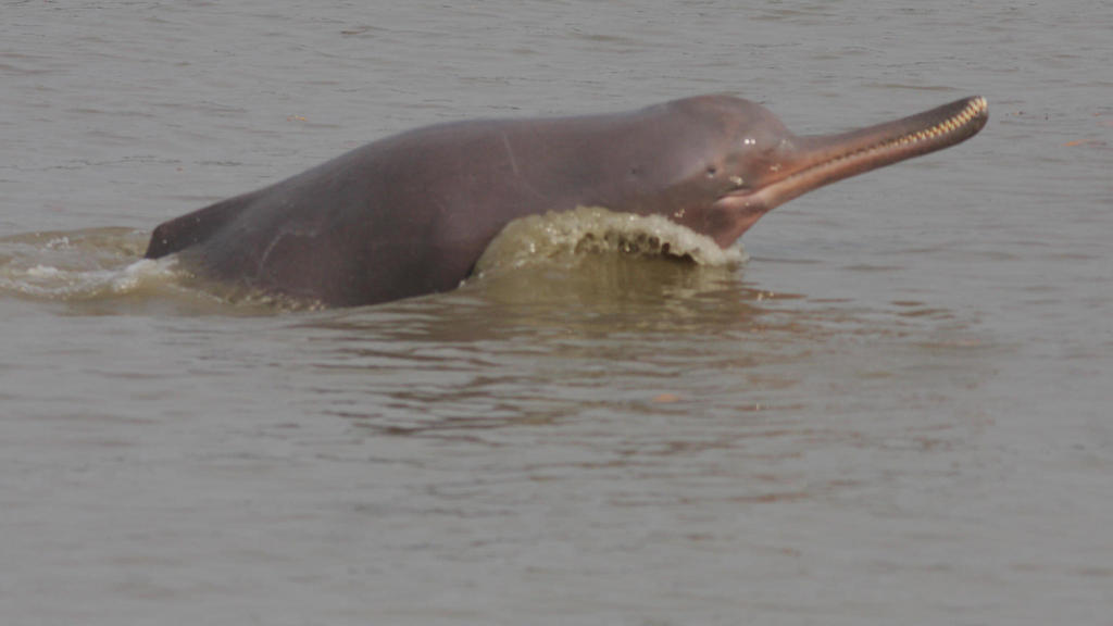Ganges River Dolphin (Platanista gangetica) - Know Your Mammals