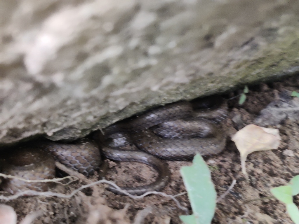 Collared Black-headed Snake from Sikkim, India on April 23, 2024 at 05: ...