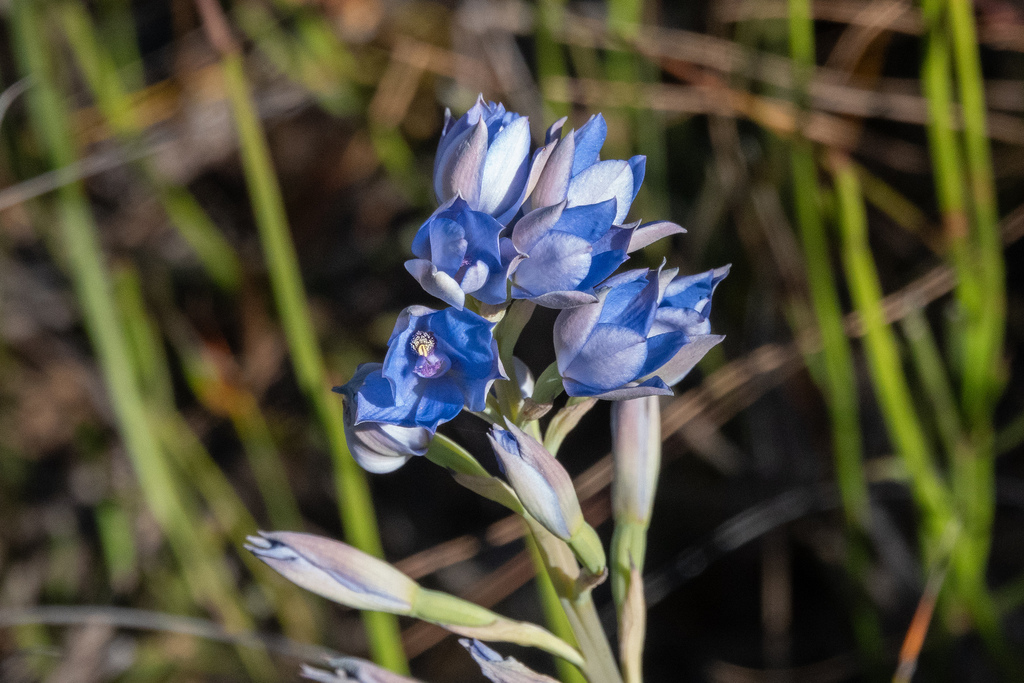 Blue Lady Orchid from Amelup WA 6338, Australia on November 1, 2023 at ...