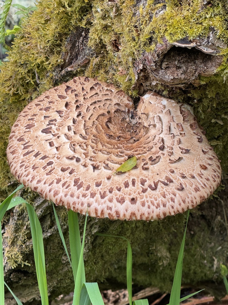 Dryad's Saddle from Billy Frank Jr. Nisqually National Wildlife Refuge ...