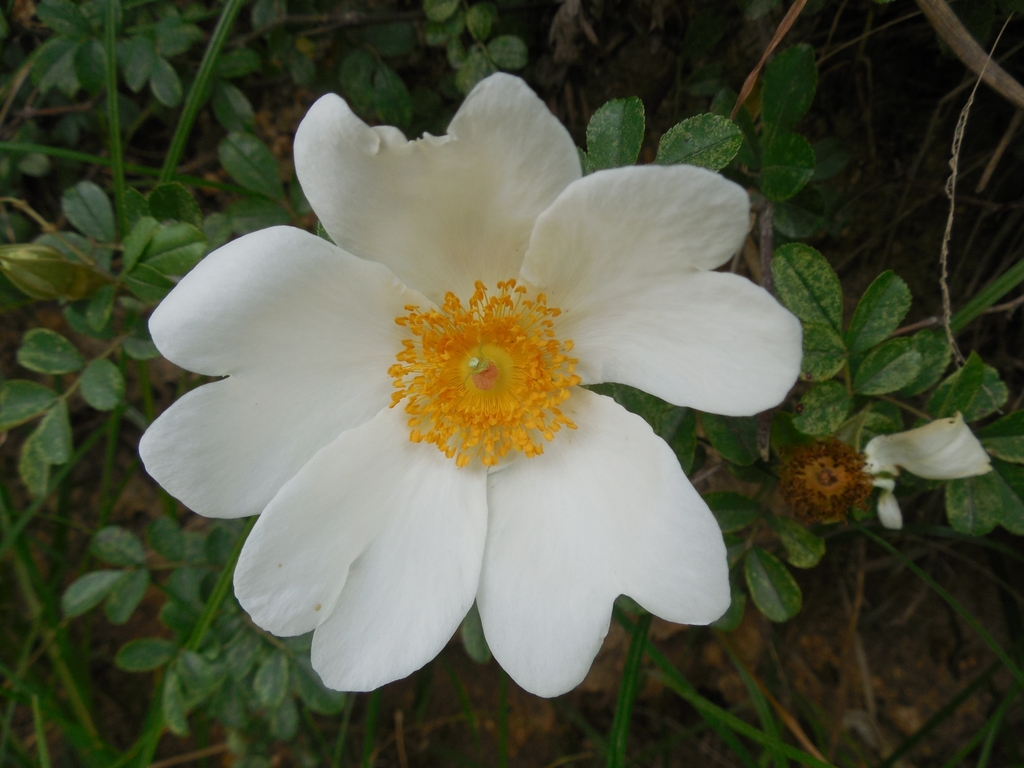 Macartney's rose from Ningde, CN-FJ, CN on June 20, 2019 at 09:44 AM by ...