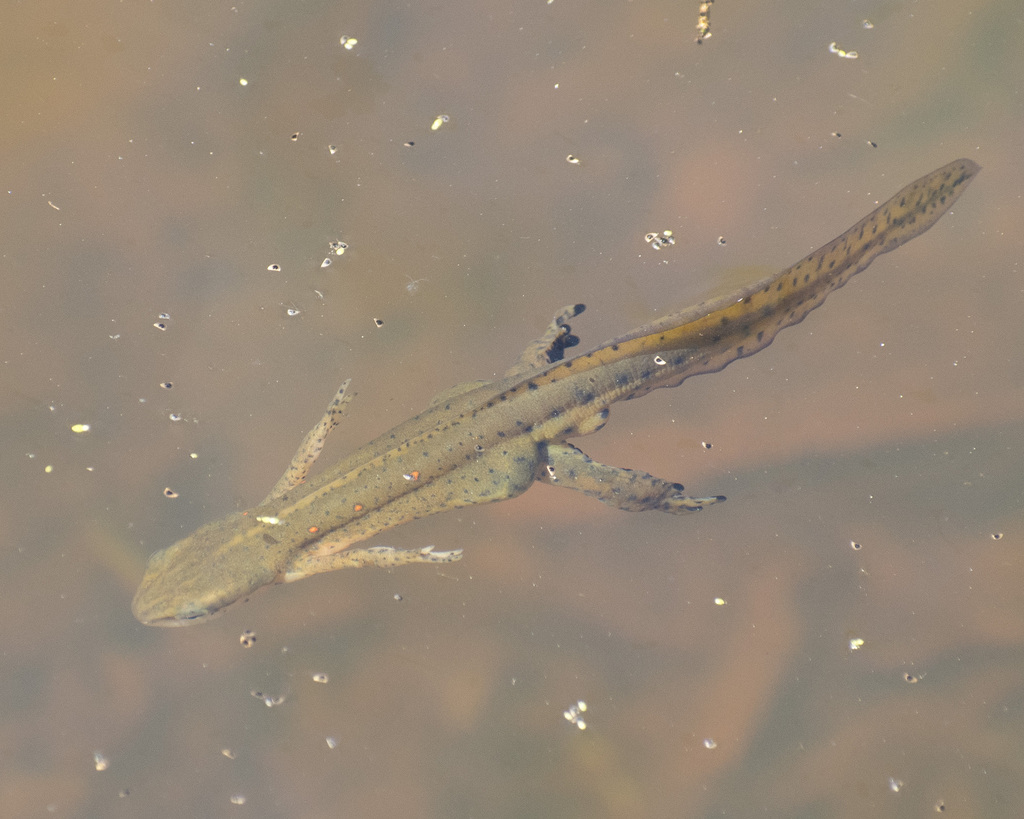 Eastern Newt from Montgomery County, OH, USA on April 24, 2024 at 04:22 ...