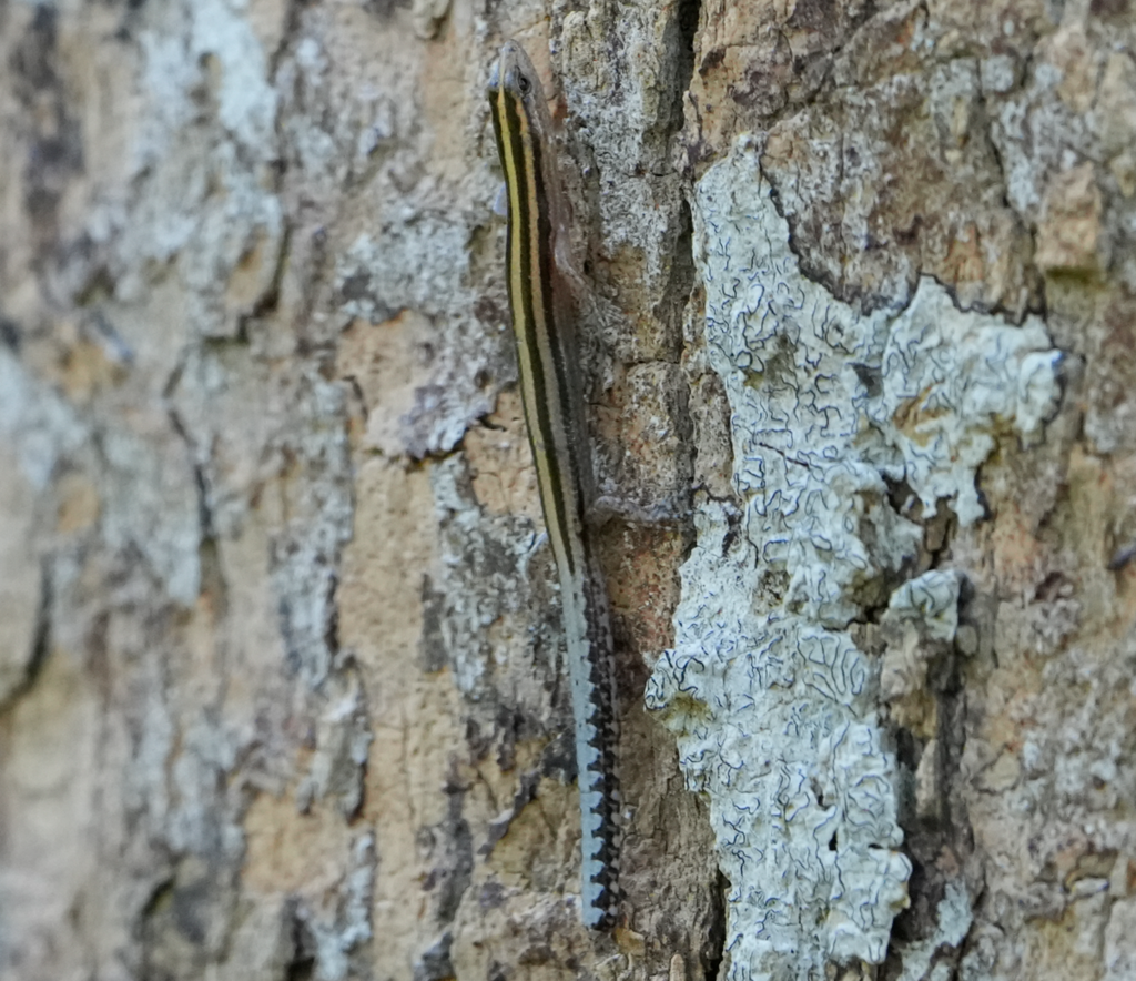 Banded Lipinia from Rainforest Discovery Centre (RDC), Jalan Fabia ...