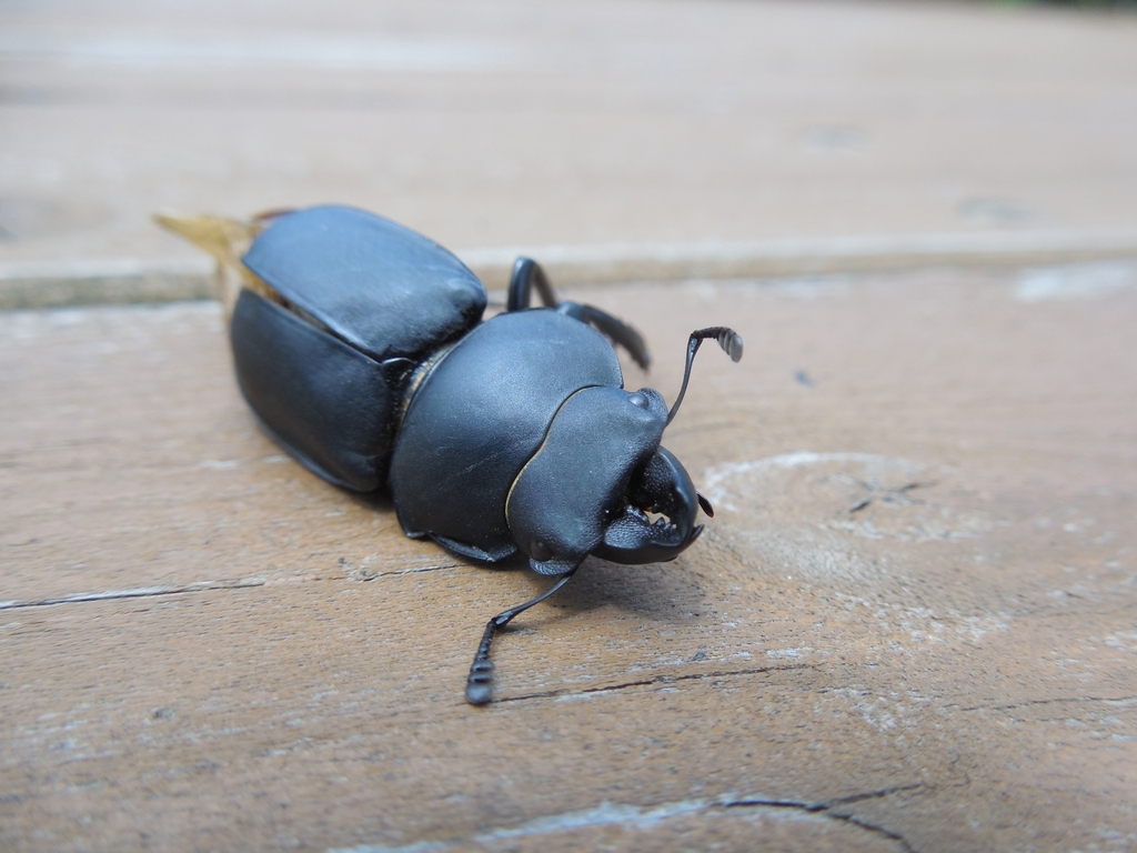 Neolucanus sinicus from Ningde, CN-FJ, CN on June 25, 2020 at 11:01 AM ...