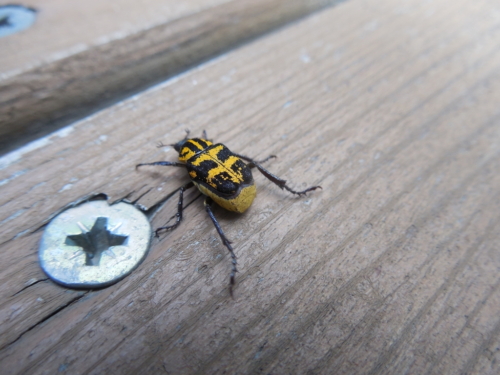 Oriental Monkey Beetles from Ningde, CN-FJ, CN on June 25, 2020 at 11: ...