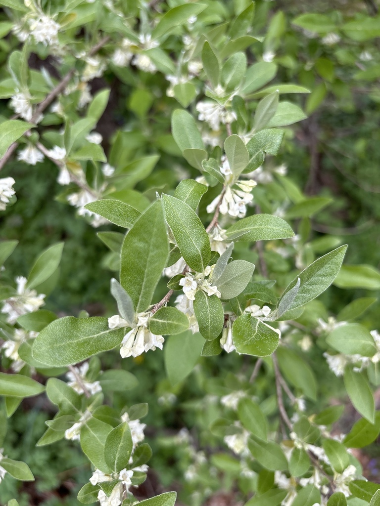 autumn olive from Bucks County, US-PA, US on April 27, 2024 at 05:19 PM ...