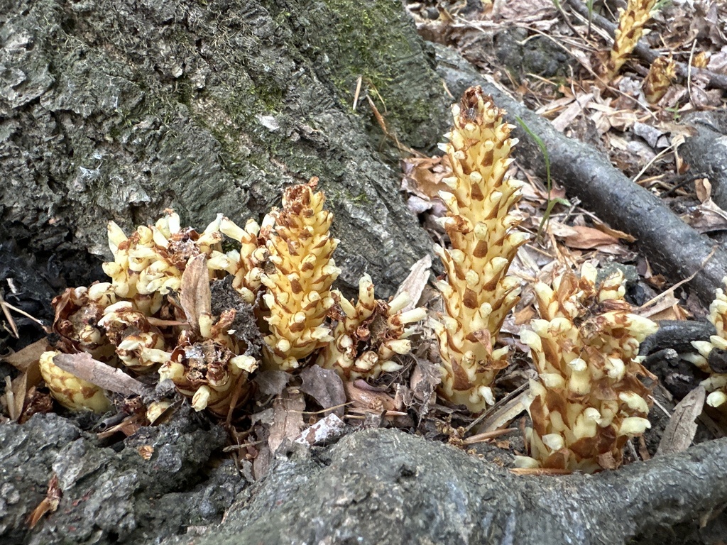 American cancer-root from Blue Spruce Ln, Silver Spring, MD, US on ...