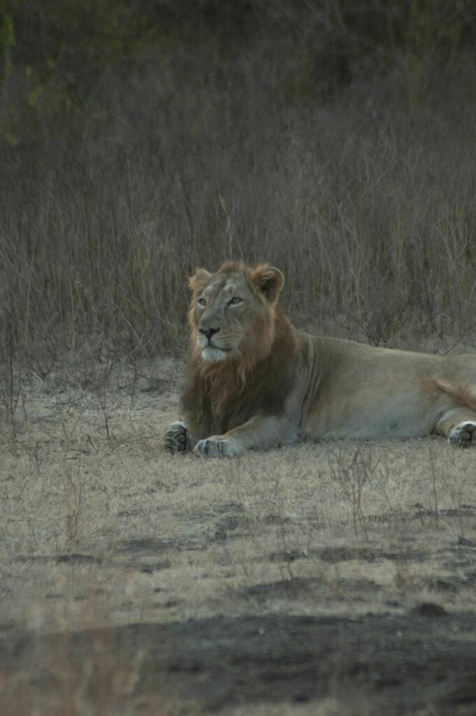 Northern Lion in December 2011 by Royle Safaris · iNaturalist