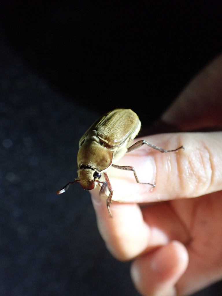 June Beetles from Hiroshima, JP-HS, JP on July 28, 2022 at 09:27 PM by ...