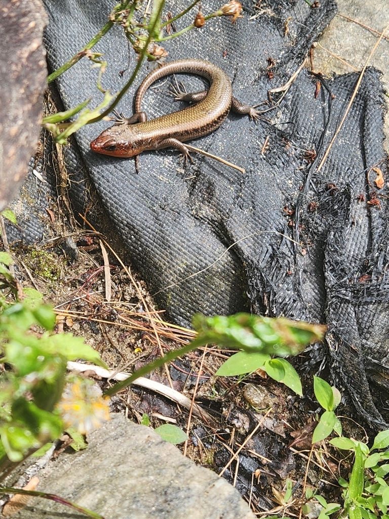 Common Five-lined Skink from Pisgah Forest, NC 28768, USA on April 28 ...