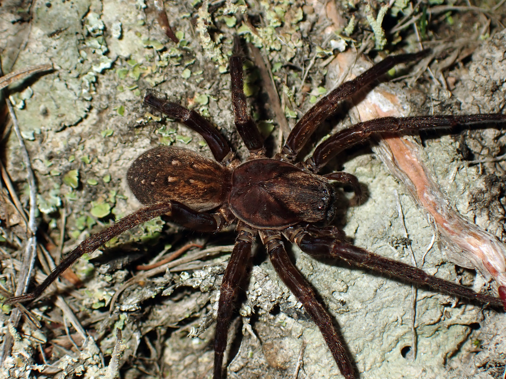 Large Brown Vagrant Spider from Sunshine Bay, Lower Hutt 5013, Nouvelle ...