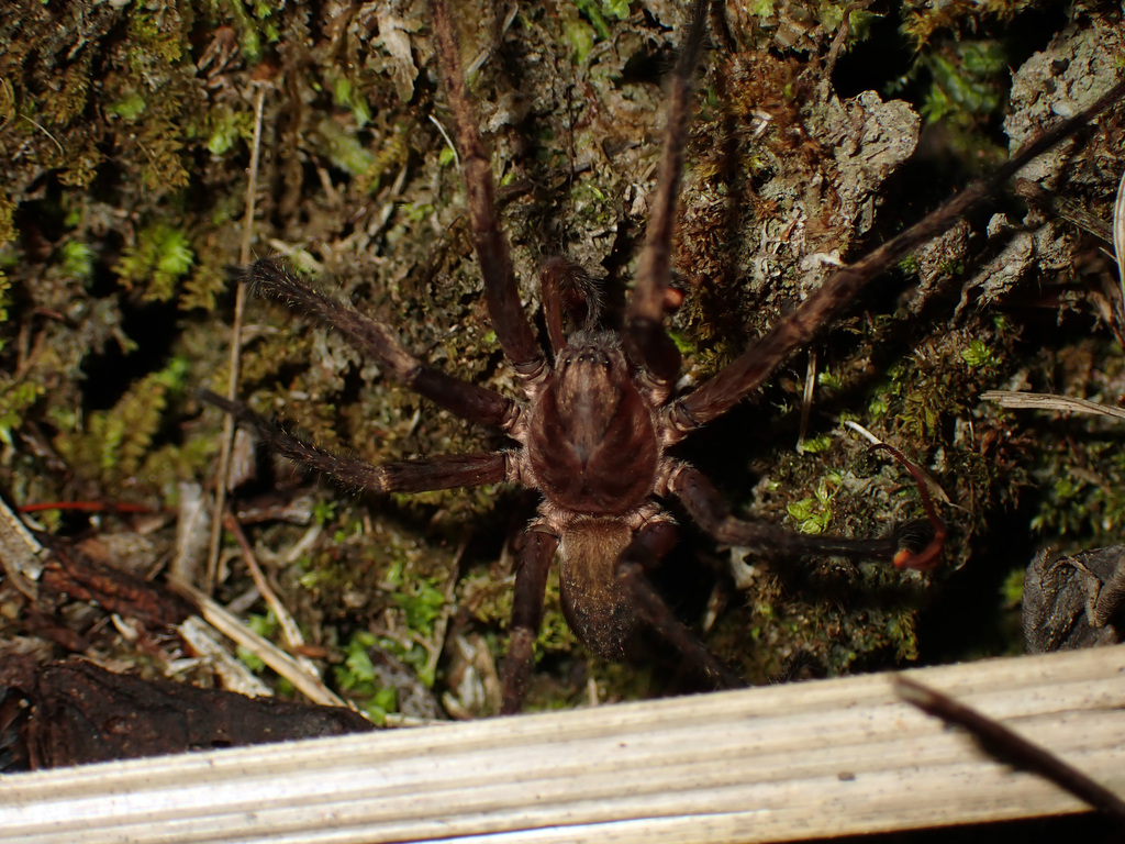 Large Brown Vagrant Spider from Sunshine Bay, Lower Hutt 5013, Nouvelle ...