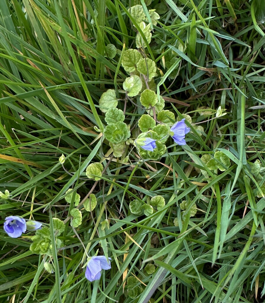 Slender speedwell from Waterloo, UK on April 29, 2024 at 11:28 AM by ...