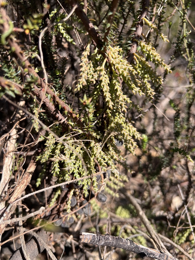 Australian native currant from Williamstown, SA, AU on September 10 ...