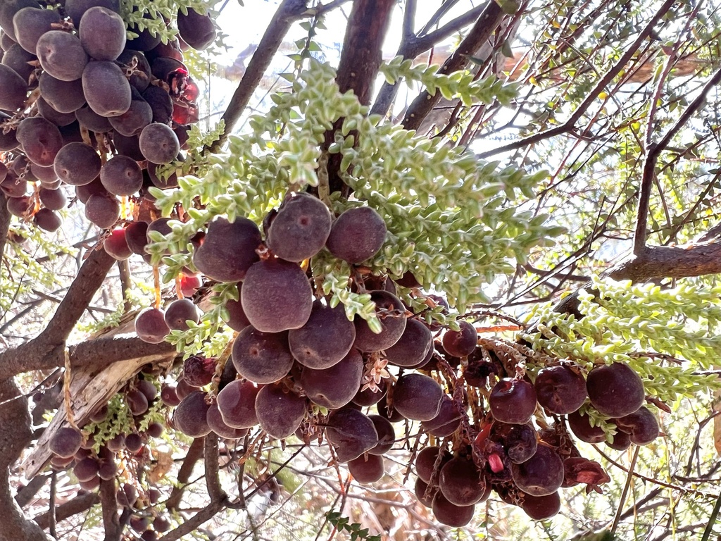 Australian native currant from Hale Conservation Park, Williamstown, SA ...