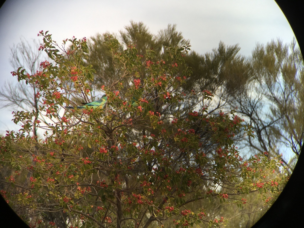 Australian Ringneck from Opalton, QLD, AU on July 20, 2020 at 05:07 PM ...