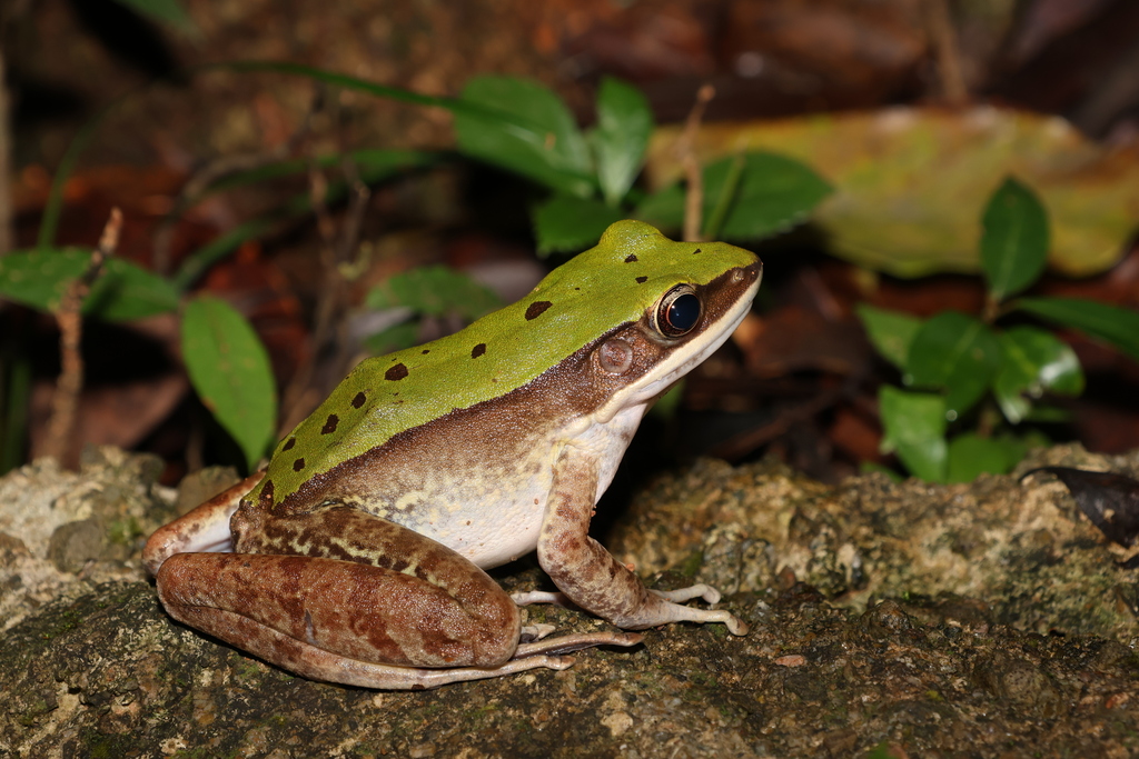 Large Odorous Frog from 香港城門 on April 27, 2024 at 07:03 PM by ...