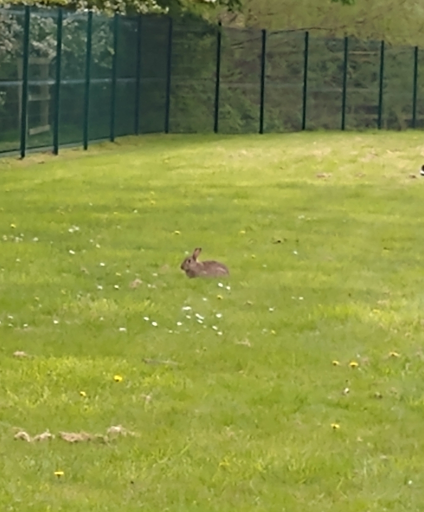 European Rabbit from York YO24 1UL, UK on April 29, 2024 at 01:31 PM by ...