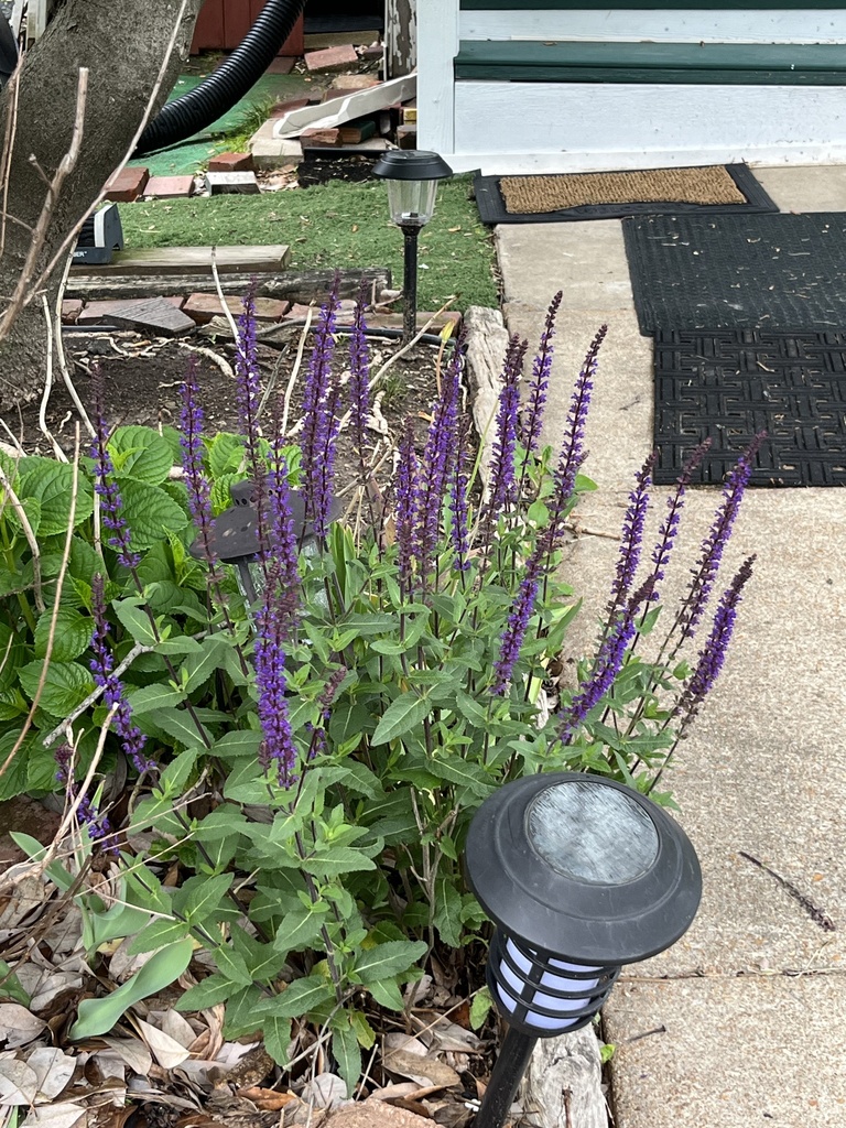 Purple Wood Sage from St. Louis County, US-MO, US on April 27, 2024 at ...