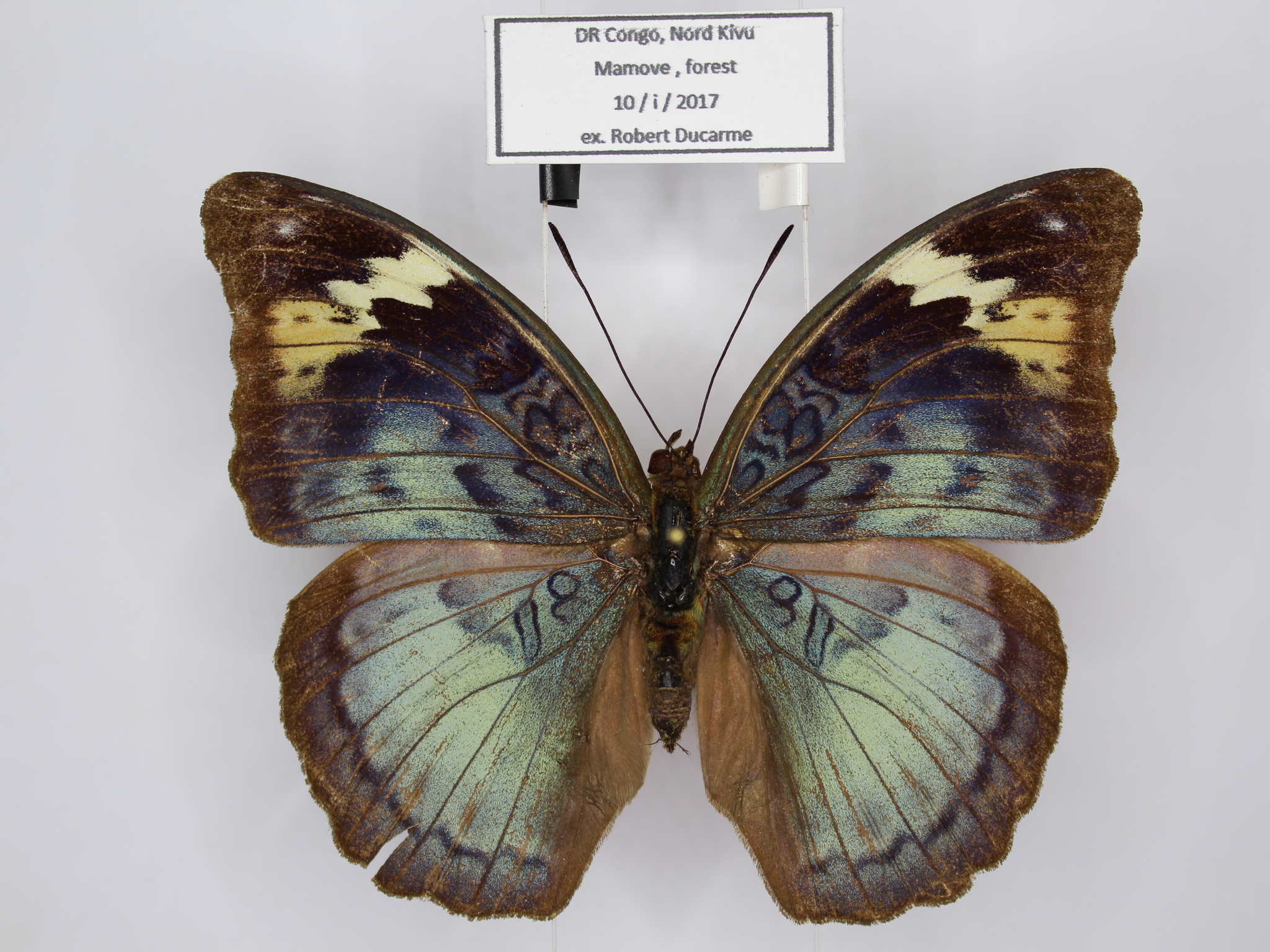 Euriphene Boisduval, 1847