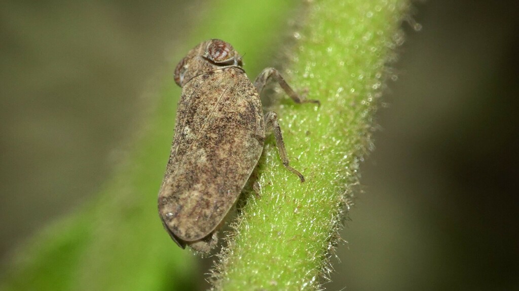 Issid Planthoppers from Nagla on April 28, 2024 at 10:11 AM by Dinesh ...