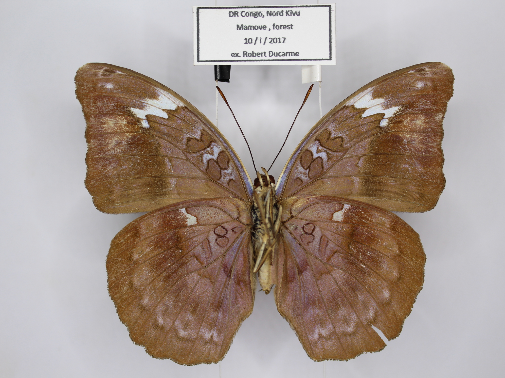 Euriphene Boisduval, 1847