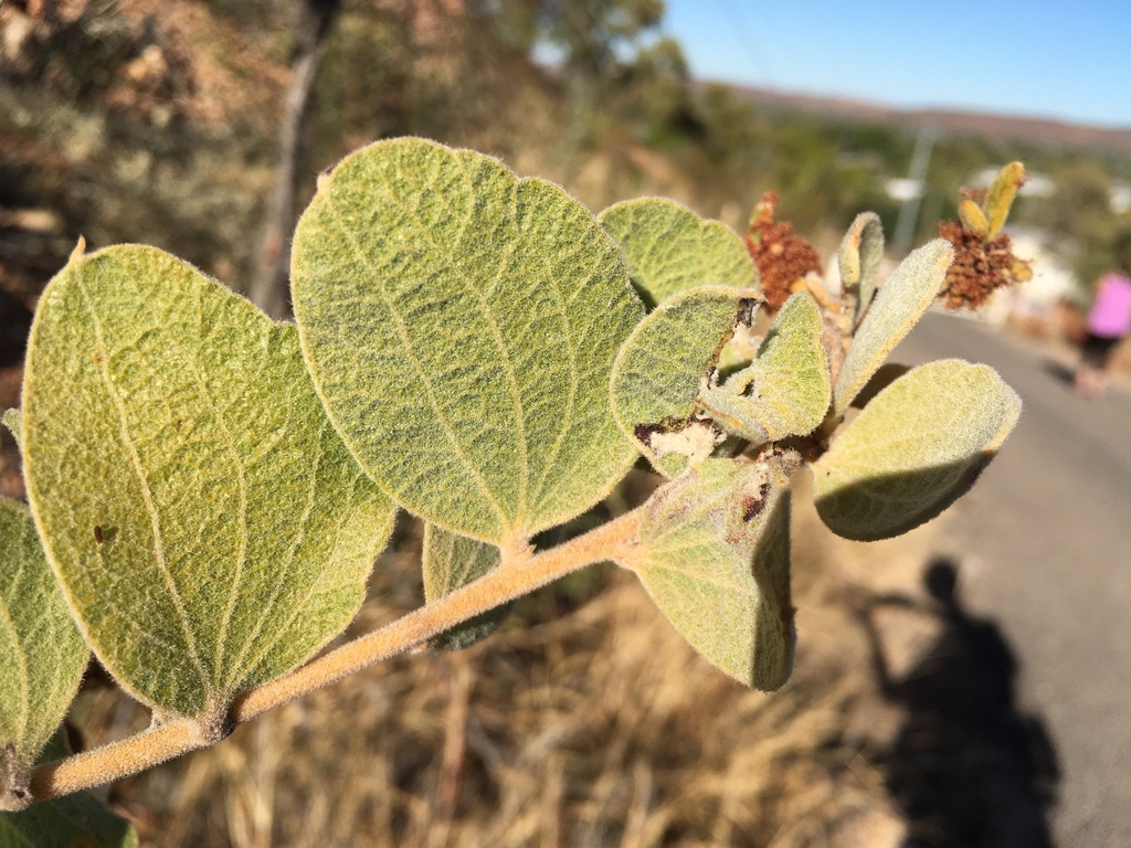 Acacia retivenea from Pamela St, Fisher, QLD, AU on July 25, 2020 at 09 ...