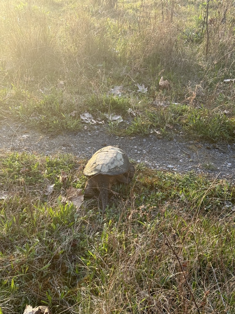 Common Snapping Turtle from Cornell University, Ithaca, NY, US on April ...