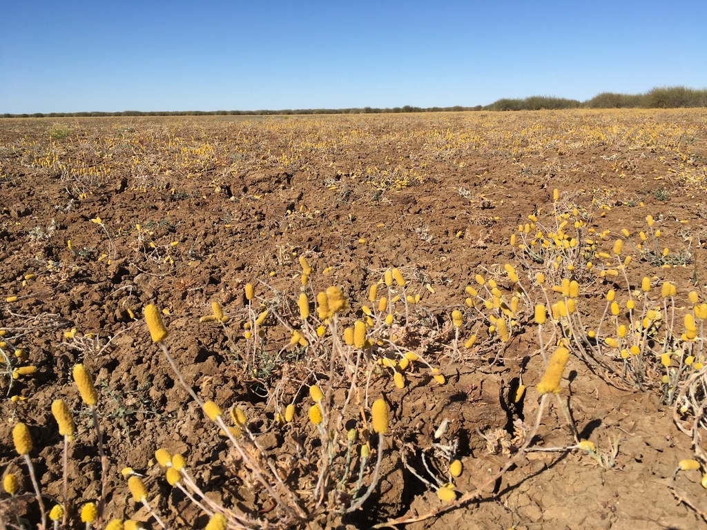 Angianthus from Bedourie, QLD, AU on July 28, 2020 at 03:06 PM by Donna ...